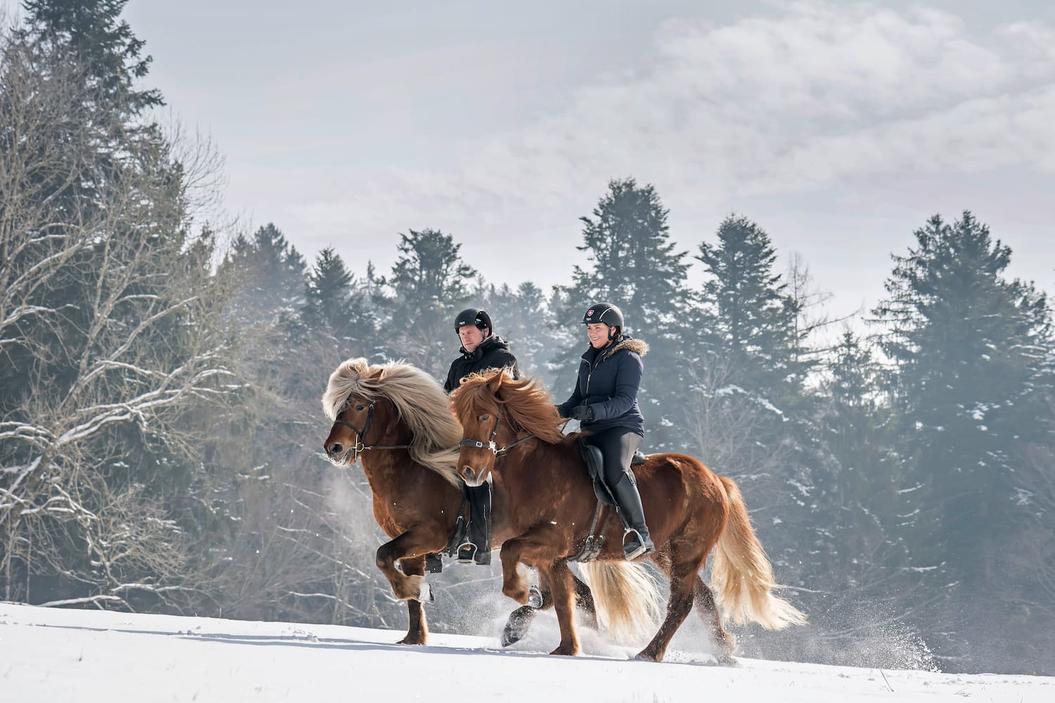 Islandpferde im Zürcher Oberland - Landliebe
